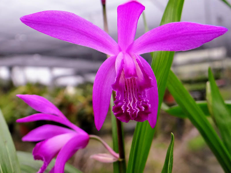 原生蘭Bletilla formosana"red"紅花白及 (罕見~花極紅~老欉10多株)有名藥用植物 | 露天市集 | 全台最大的網路購物市集