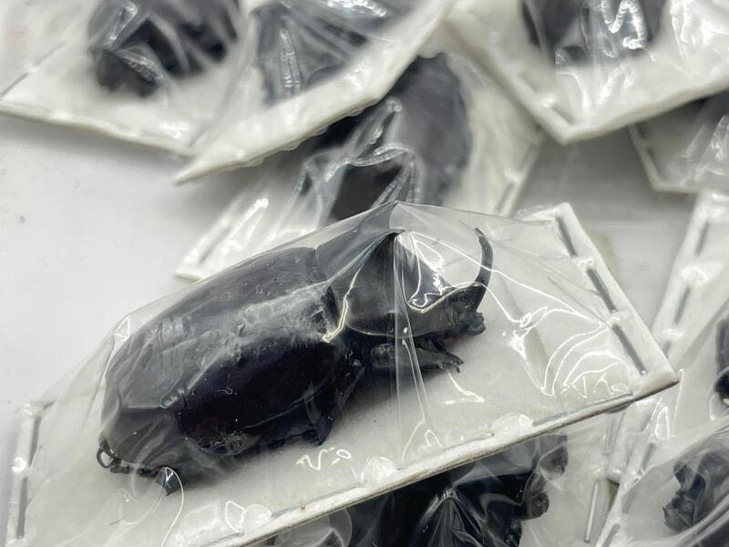 Eupatorus endoi.from Vietnam +40~-45mm | 露天市集 | 全台最大的網路購物市集